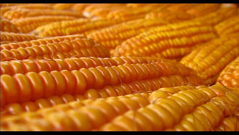 maize - Literal Magazine