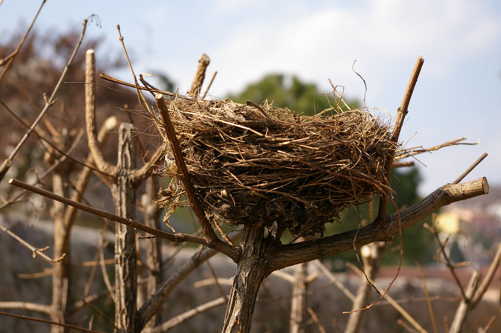 El nido abandonado - Literal Magazine
